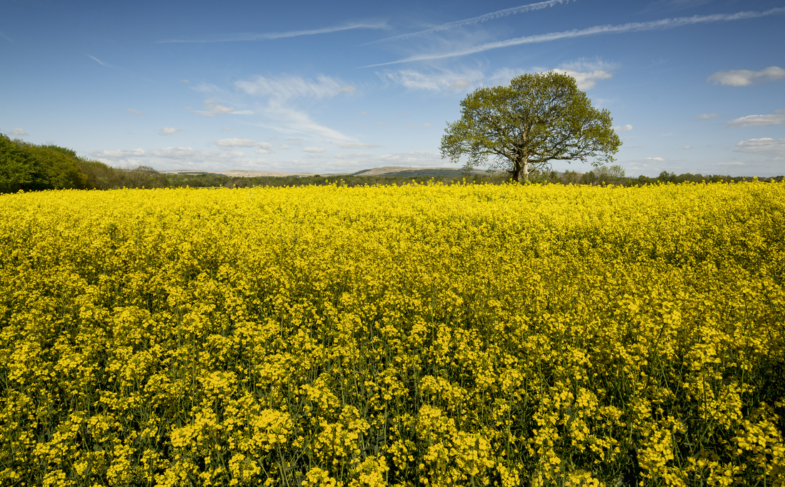 L' oroscopo di maggio 2024: i consigli di Icon segno per segno